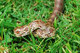 Goins Striped Kingsnake for Sale