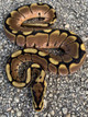 Spider Ball Pythons for sale | Snakes at Sunset