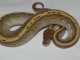 King Pin Ball Python for sale | Snakes at Sunset