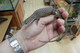 Red Ackie Monitors for sale | Snakes at Sunset