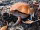 Baby Tomato Frogs for sale at Snakes at Sunset