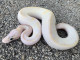 Pastel Ivory Ball Pythons for sale | Snakes at Sunset