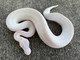 Blue Eye Leucistic Ball Python for sale | Snakes at Sunset