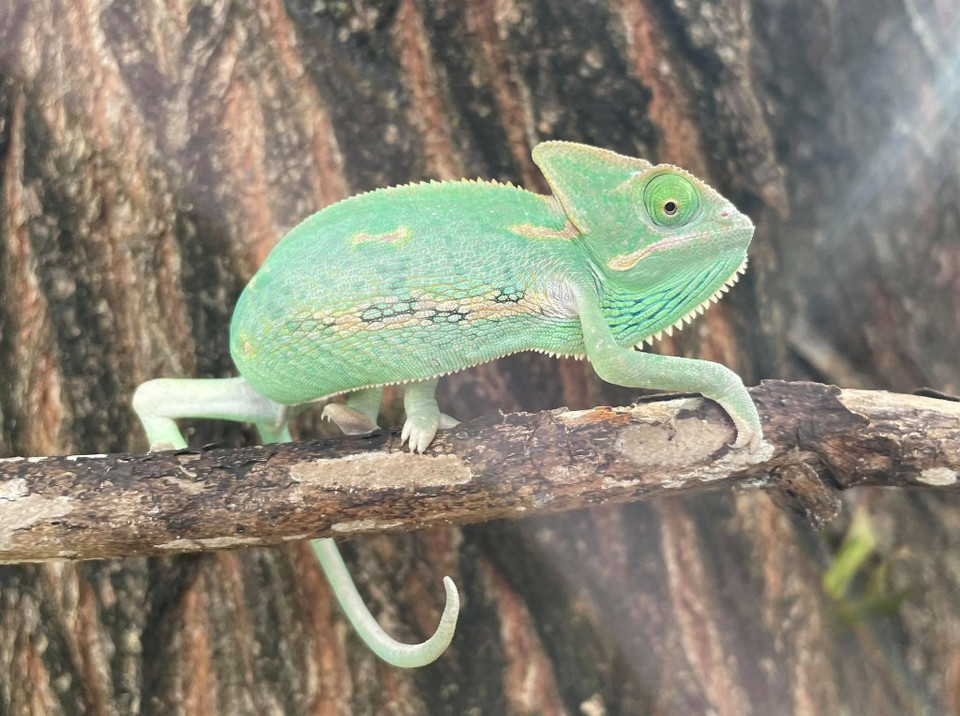 Chameleons For Sale - Veiled, Jacksons, Panther, Carpet and more