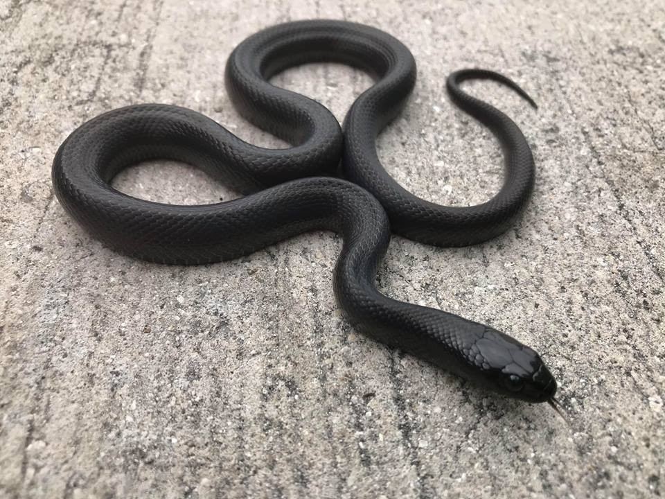 Peanut Butter Florida King Snake for sale | Snakes at Sunset
