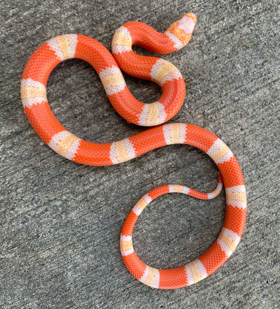 Milksnakes For Sale