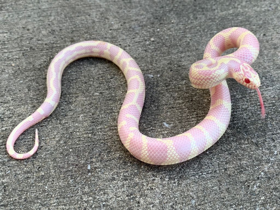 Albino Banana California King Snake for sale | Snakes at Sunset