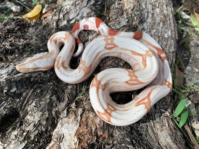 Suriname Red Tail Boas for sale