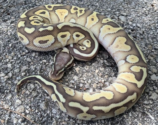Butter Ghost Ball Pythons for sale | Snakes at Sunset