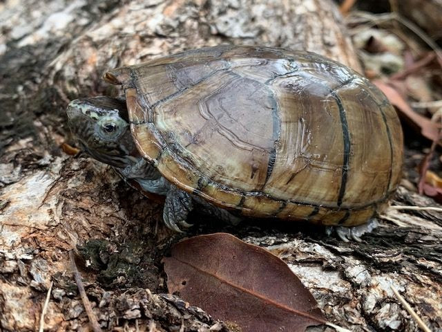 Baby Three Toed Box Turtles for sale | Snakes at Sunset