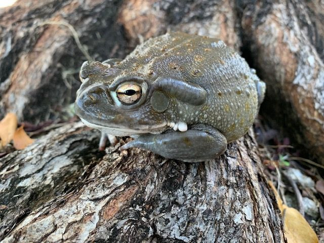 Toads for Sale | Captive Bred Toad Species Available
