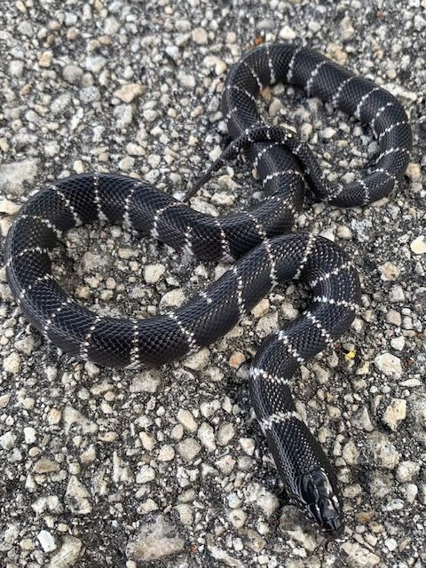 Coastal Abberant California King Snake for sale | Snakes at Sunset