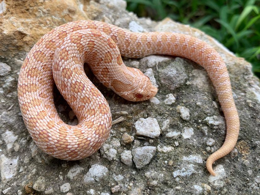 Toffee Glow Western Hognose Snake for sale | Snakes at Sunset