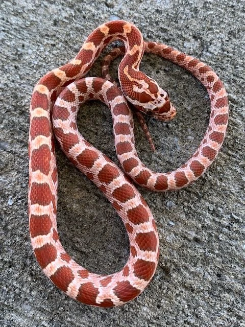 Palmetto Cornsnake for sale | Snakes at Sunset
