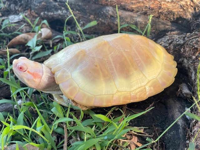 Red Ear Sliders for sale