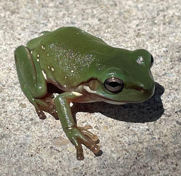 Snowflake Whites Tree Frogs for sale | Snakes at Sunset