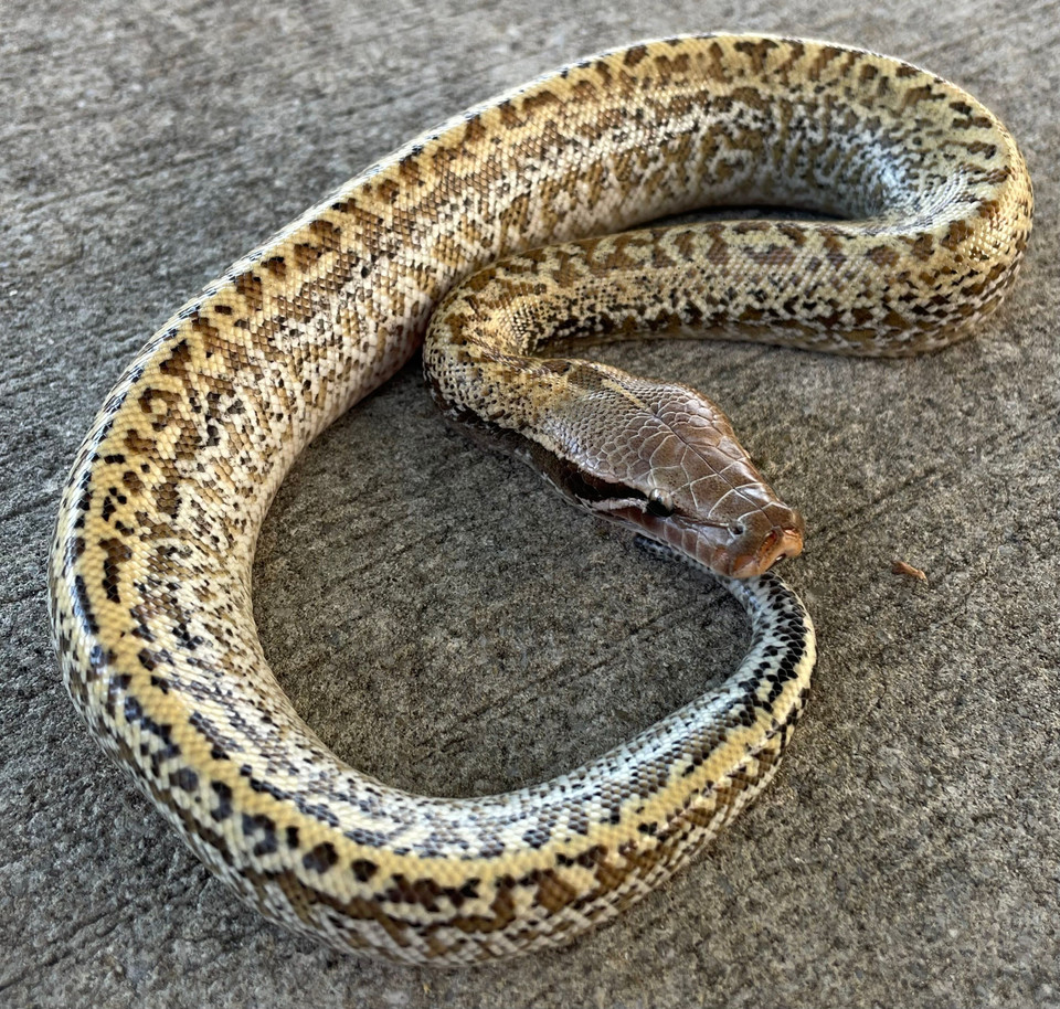 Snakes For Sale | View our Snakes | Snakes at Sunset