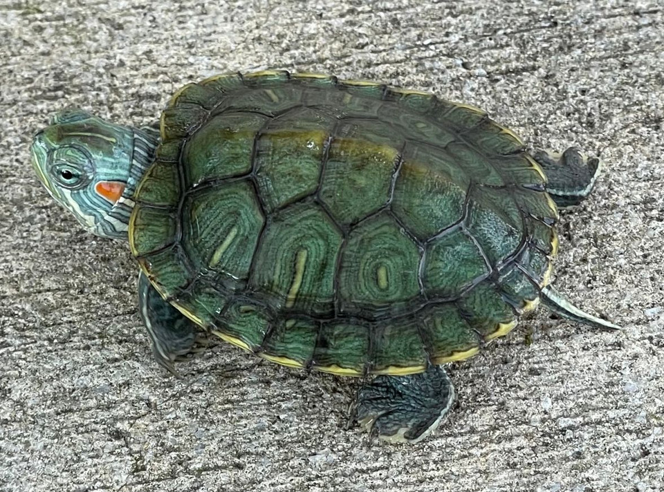 Red Ear Sliders for sale