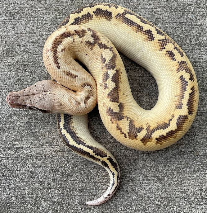 Pythons for Sale | Captive Bred Python Species Available
