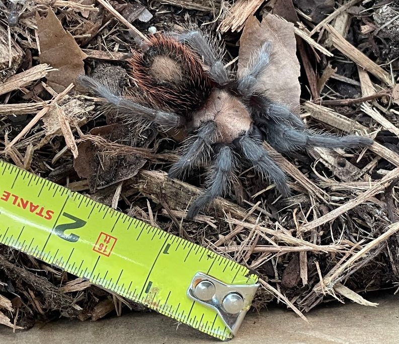 Mexican Red Rump Tarantula | Snakes at Sunset