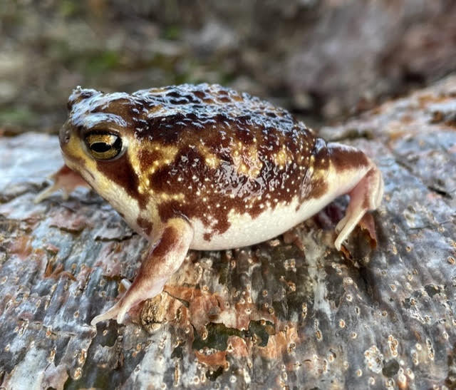 Bushveld Rain Frogs for sale (Breviceps adspersus)