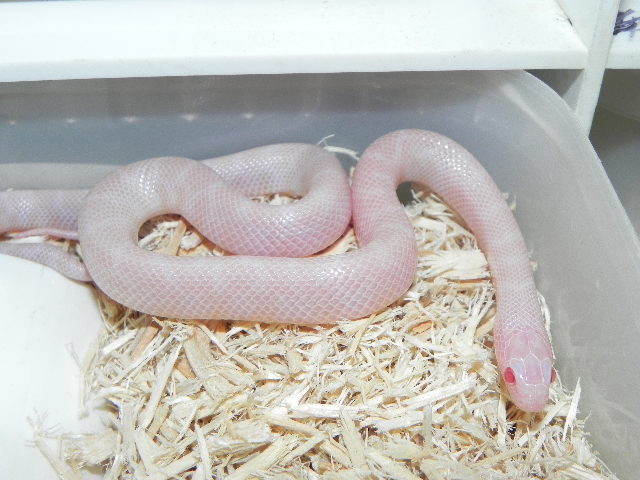 Albino Mosaic Florida King Snake for sale | Snakes at Sunset
