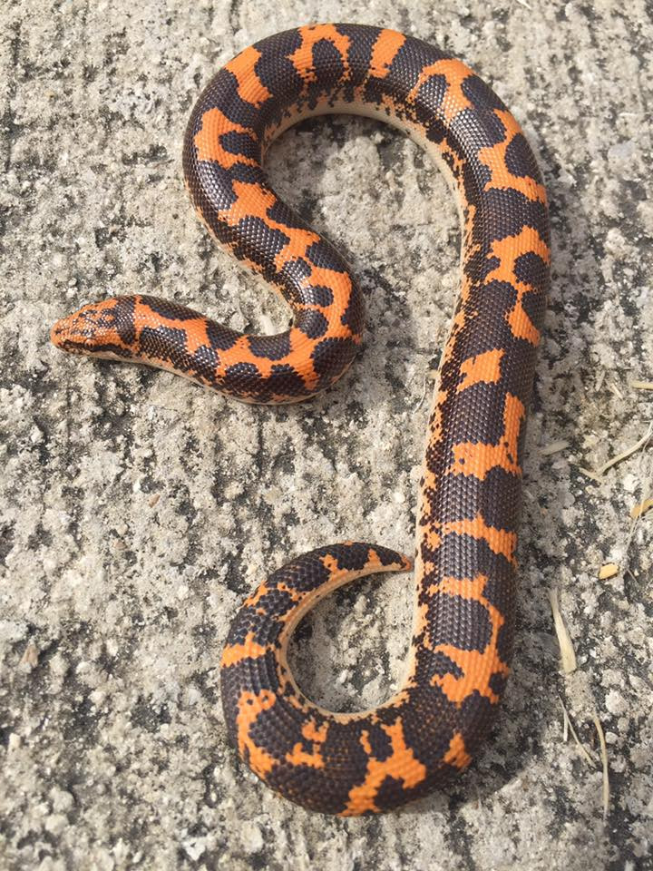 Rosy Boas for sale | Snakes at Sunset