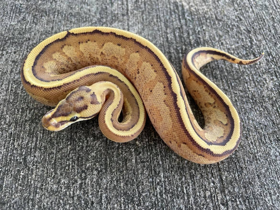 Super Stripe Female Ball Pythons for sale
