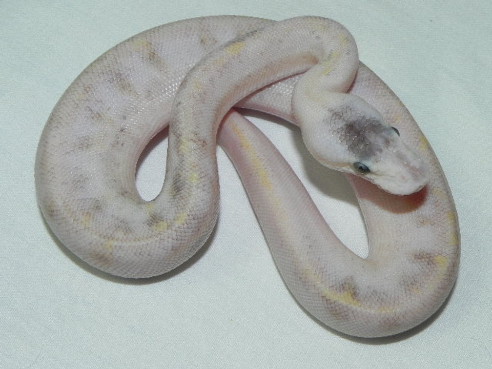 Blue Eye Leucistic Ball Python for sale | Snakes at Sunset