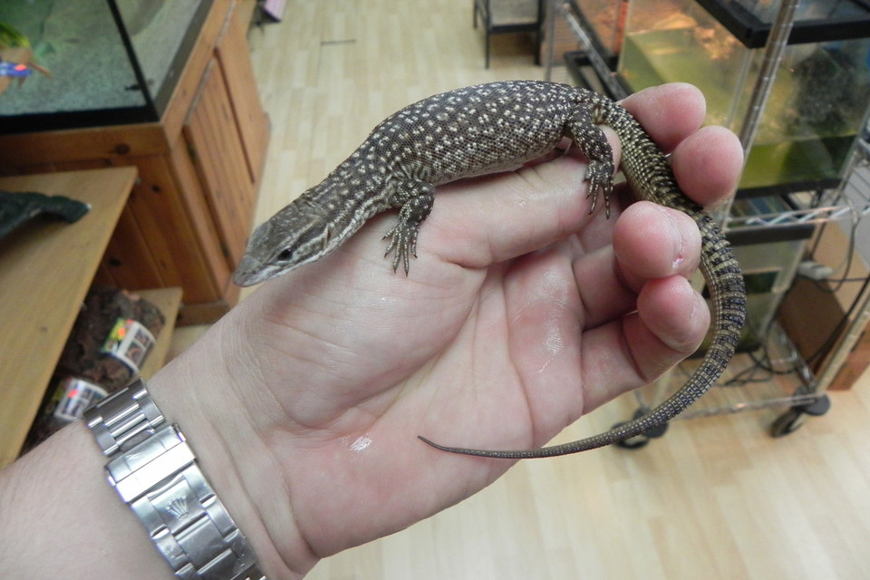 Red Ackie Monitors for sale | Snakes at Sunset