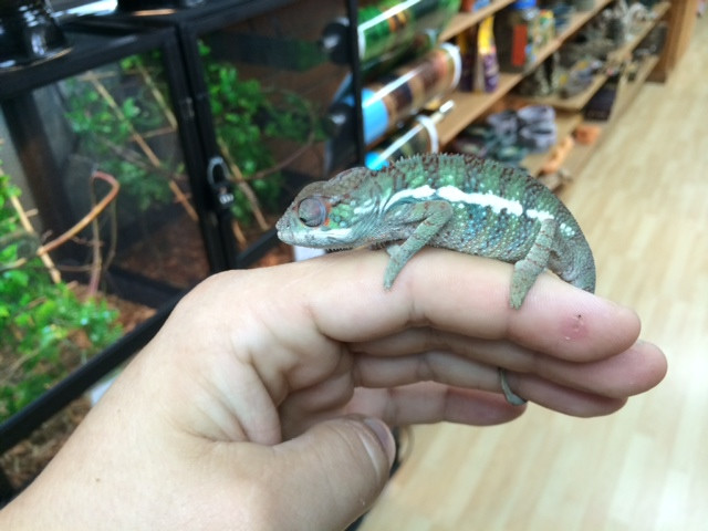 Chameleons For Sale - Veiled, Jacksons, Panther, Carpet and more