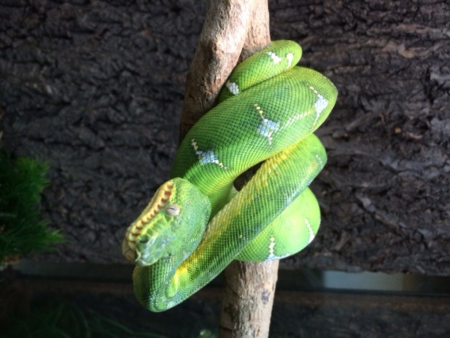 Baby Emerald Tree Boas for sale | Snakes at Sunset