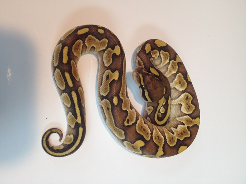 Lesser Platinum Ball Python for sale | Snakes at Sunset