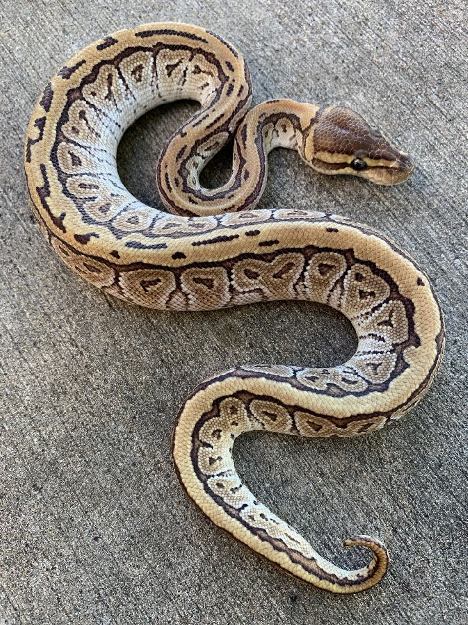 Jig Saw Ball Python for sale | Snakes at Sunset