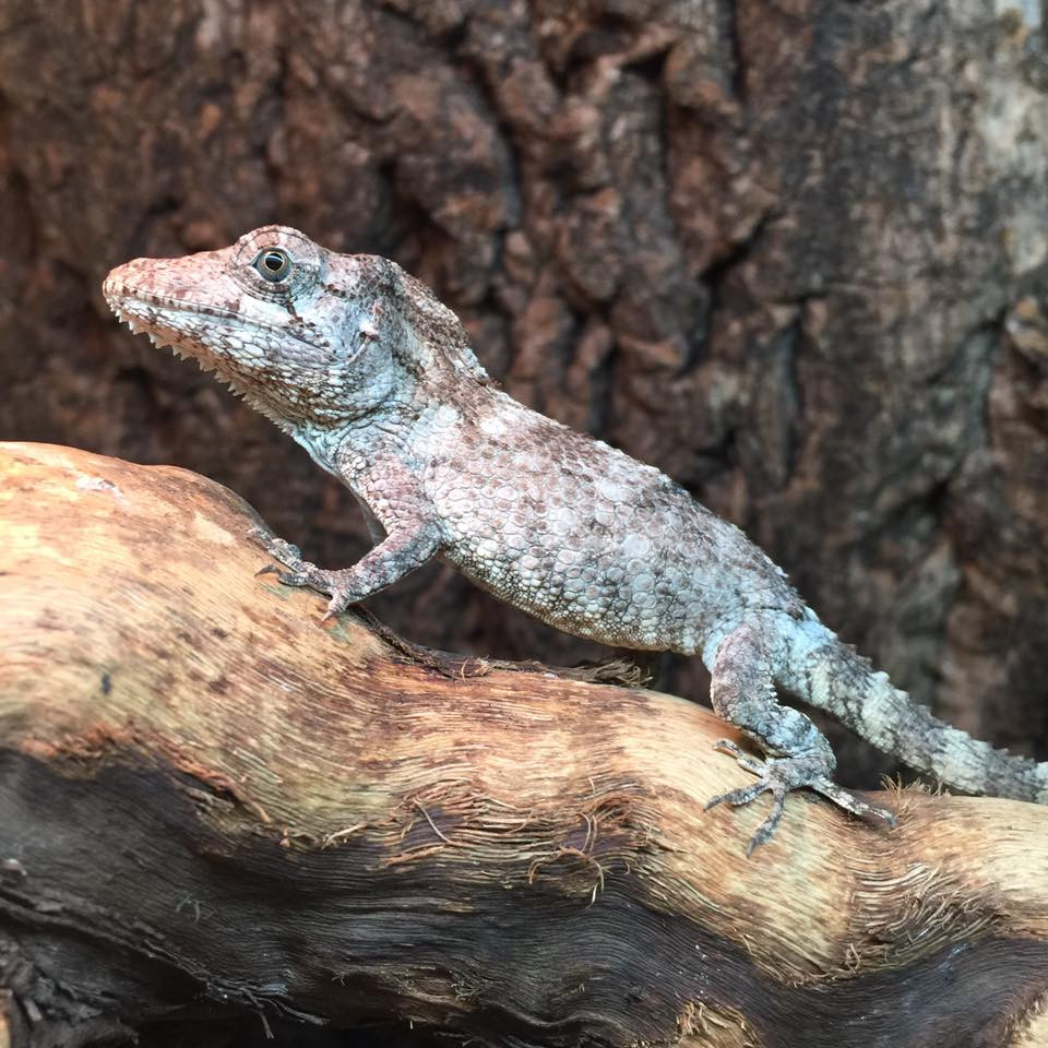 Anoles for Sale