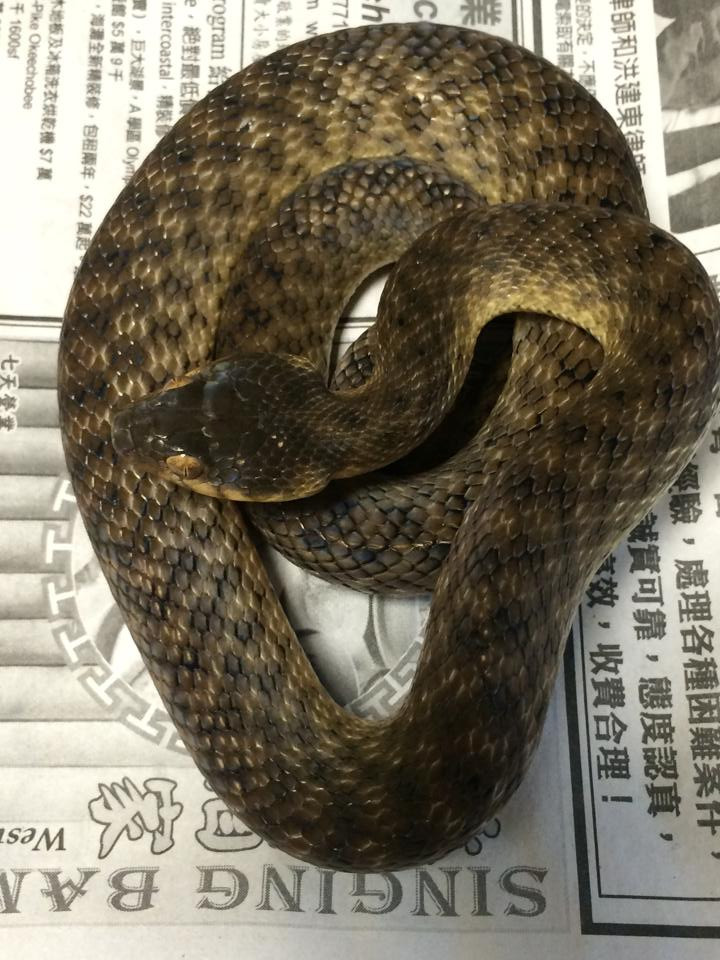Elephant Trunk Snake for Sale | Snakes at Sunset