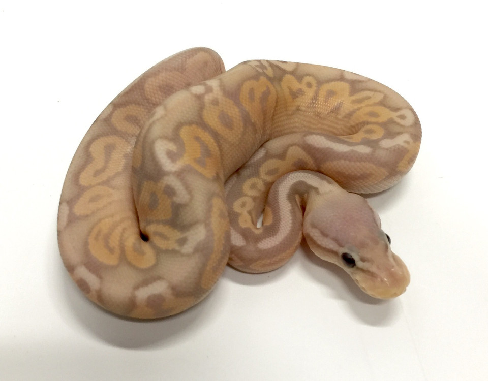 Coral Glow Pewter Ball Pythons for sale | Snakes at Sunset