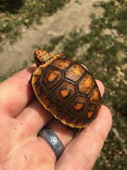 Cherry Head Red Foot Tortoise for sale | Snakes at Sunset