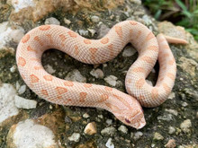 Toffee Glow Western Hognose Snake for sale | Snakes at Sunset
