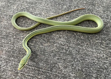 Barons Racer Snakes for sale | Snakes at Sunset