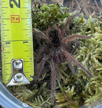 Amazon Blue Bloom Tarantula for sale ( Xenethis intermedia) | Snakes at ...