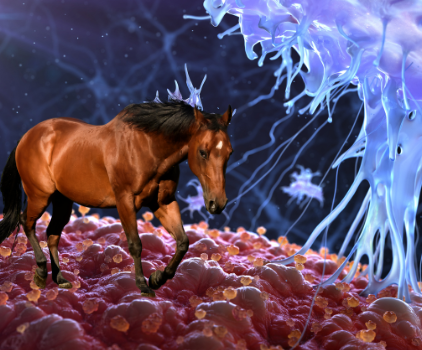 Nutritional Options for Boosting Your Horse’s Immune System - Harmany ...