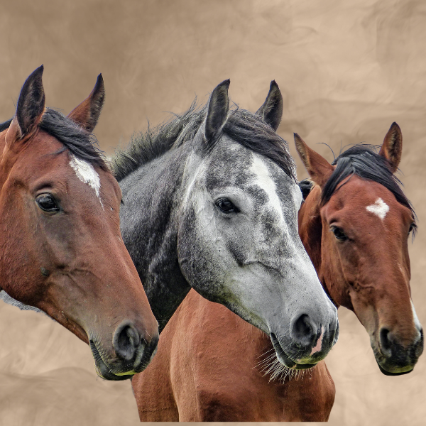 Thoughts on dealing with smoke in the air with your equine friends - Harmany Equine Shop