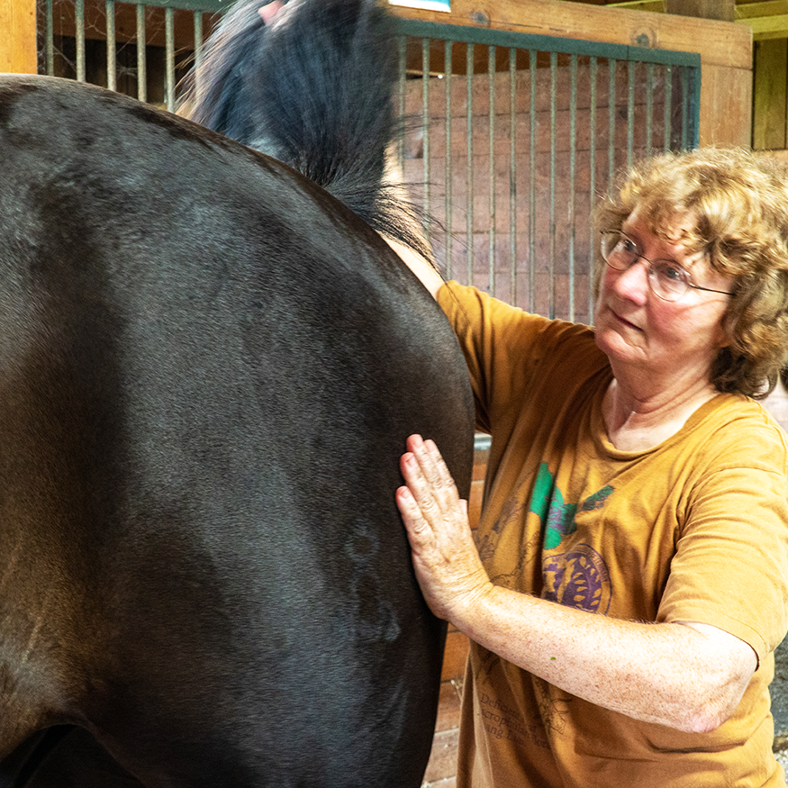 Veterinarian Shortage, State Of Equine Medicine Today - Harmany Equine Shop