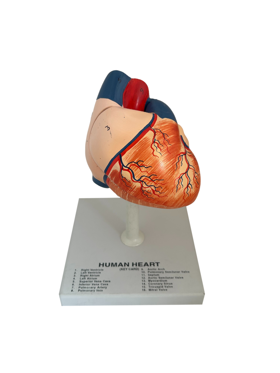 Human Heart Model