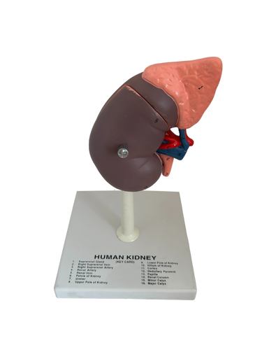 Human Kidney Model