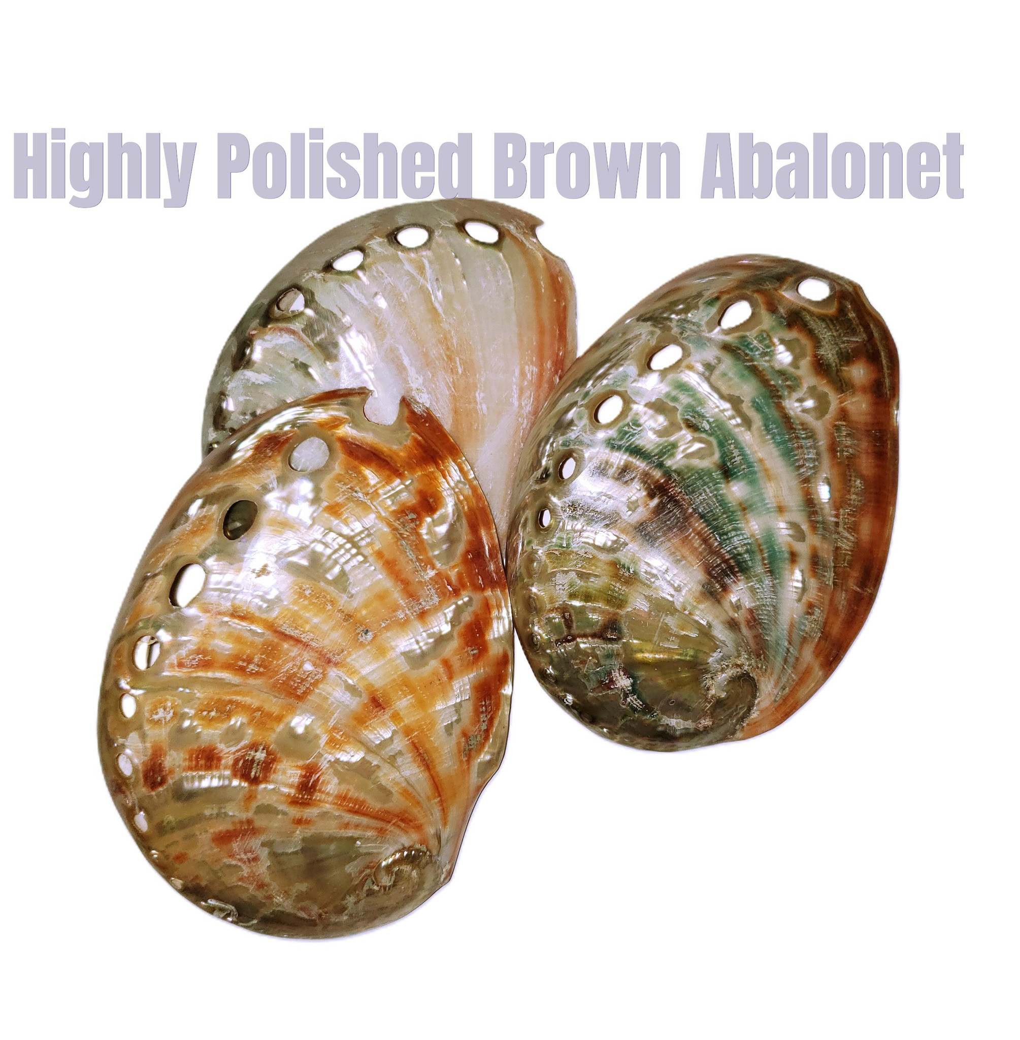 Seashell Wreath on White Twig with Highly Polished Brown Abalone Shells ...