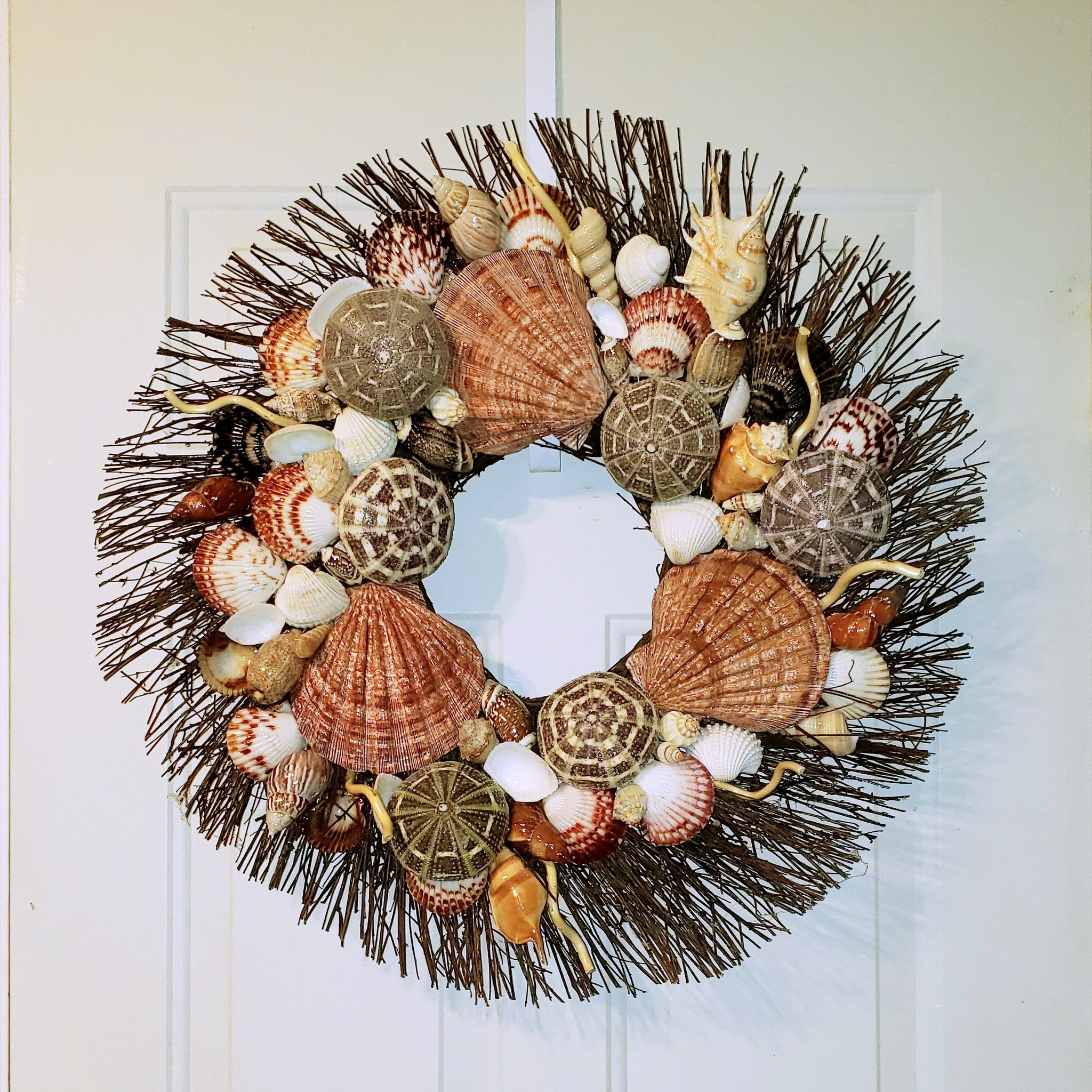 Seashell Wreath on Brown Twig with 6 Exotic Sea Urchins & Large Lion ...
