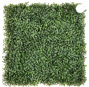Dark Hawthorne Hedge