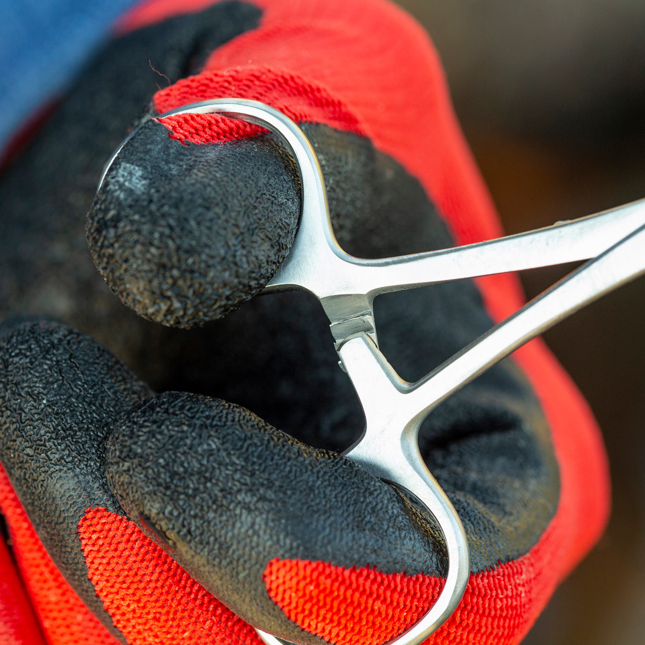 5.5" Fly Fishing Forceps | Fishing Clamps & Tools